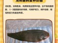 龙利鱼长什么样_龙利鱼图片特征解析