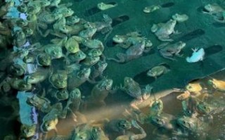 牛蛙养殖场怎么选_牛蛙养殖基地哪家好