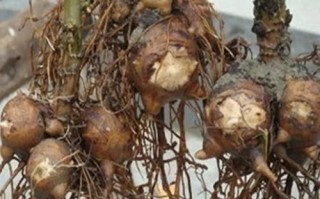 附子干姜害死人_中毒症状多久出现