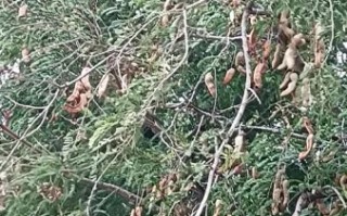 甜酸角树图片_如何辨认甜酸角树