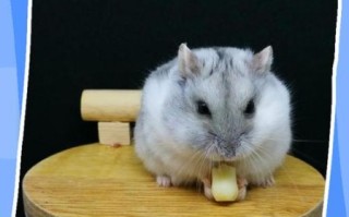 布丁仓鼠怎么分辨公母_布丁仓鼠公母区别图解