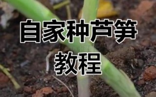 芦笋种子怎么种_芦笋种子育苗方法