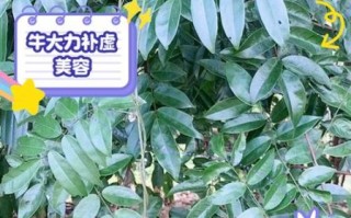 牛大力有什么功效与作用_牛大力主治什么病