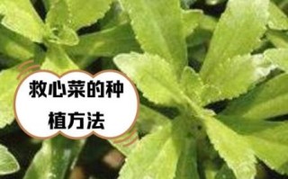 救心菜的功效与作用_救心菜怎么吃降血压
