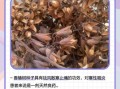 香椿籽可以治糖尿病吗_香椿籽降血糖是真的吗
