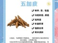 五加皮的功效与作用_五加皮适合哪些人吃