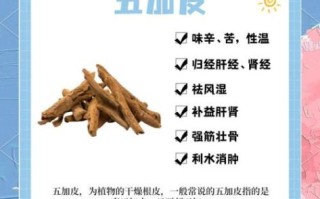 五加皮的功效与作用_五加皮适合哪些人吃