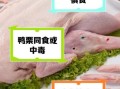 鸭肉不能和什么一起吃_相克食物有哪些