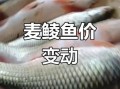 2021鲮鱼价格多少钱一斤_鲮鱼行情为何波动大