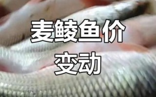 2021鲮鱼价格多少钱一斤_鲮鱼行情为何波动大