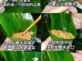 粽子怎么包_端午节粽子做法