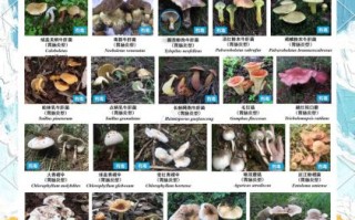 香菇年事件是怎么回事_香菇年事件对行业影响