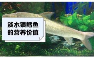 银鳕鱼是什么鱼_银鳕鱼营养价值及真假辨别