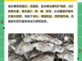 袖珍菇的营养价值_袖珍菇的功效与作用