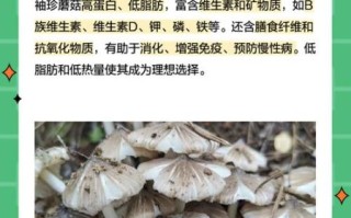 袖珍菇的营养价值_袖珍菇的功效与作用