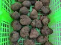 黑松露一次吃多少最好_黑松露食用量标准