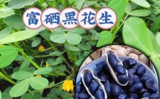 黑花生的功效与作用及禁忌_黑花生一天吃多少合适 黑花生的功效与作用及禁忌_黑花生一天吃多少合适