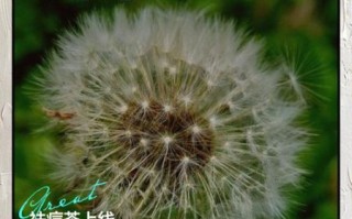 蒲公英泡水喝有什么作用_蒲公英根茶的功效与禁忌