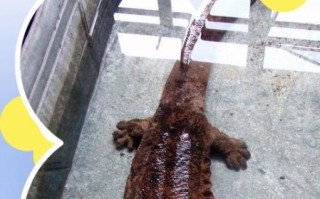 娃娃鱼是保护动物吗_娃娃鱼买卖是否违法