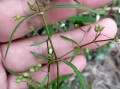 白花蛇舌草的功效与作用及副作用_白花蛇舌草能长期喝吗