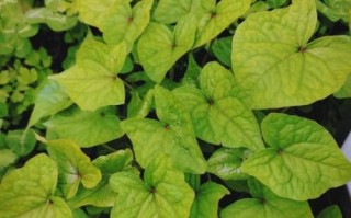 金荞麦的功效与作用及禁忌_金荞麦泡水喝的副作用