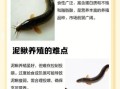 为什么养泥鳅十养九亏_泥鳅养殖失败原因
