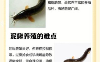 为什么养泥鳅十养九亏_泥鳅养殖失败原因