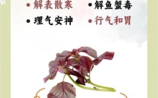天天吃紫苏对身体有害么_紫苏叶长期食用的副作用