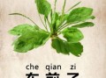 车前子能长期泡水喝吗_车前子功效与作用禁忌