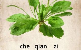 车前子能长期泡水喝吗_车前子功效与作用禁忌
