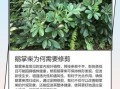鹅掌柴怎么修剪_鹅掌柴修剪后多久能长新叶