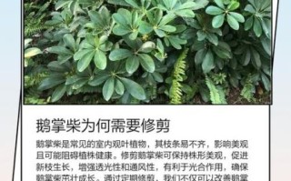 鹅掌柴怎么修剪_鹅掌柴修剪后多久能长新叶