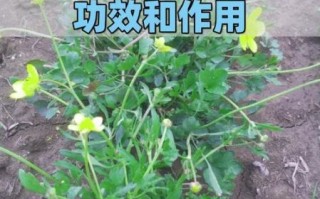 猫爪草的功效与作用及禁忌_猫爪草能长期泡水喝吗