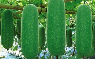 节瓜是什么_节瓜图片长什么样