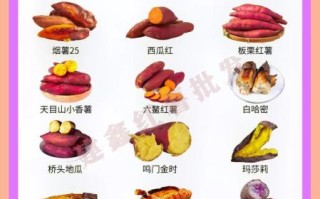 地瓜和红薯的区别图片_哪个是地瓜哪个是红薯