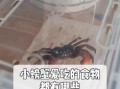 宠物螃蟹吃什么食物_宠物螃蟹能吃什么蔬菜