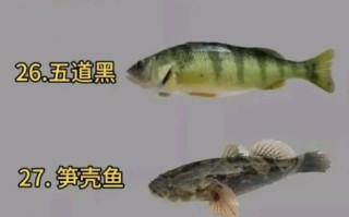 南方淡水鱼种类大全_常见品种有哪些