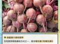 甜菜是什么菜_甜菜根和糖用甜菜区别