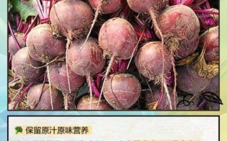 甜菜是什么菜_甜菜根和糖用甜菜区别