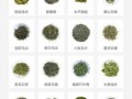中国茶叶品种大全_哪些茶最值得收藏