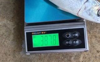 青鱼多少钱一斤2020_青鱼价格走势分析