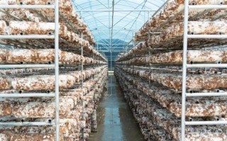 香菇大棚建设成本_香菇大棚怎么搭建