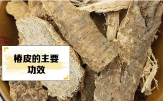 椿皮的功效与作用_椿皮怎么使用才有效