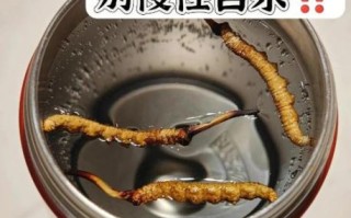 虫草一天吃几根为合适_虫草每日用量是多少