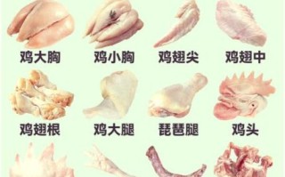 鸡子是什么部位_鸡子与鸡蛋的区别