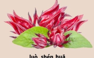 洛神花有什么功效_洛神花的作用与禁忌