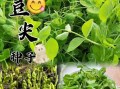 豌豆尖怎么种_豌豆尖种植时间和方法