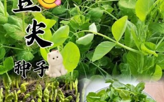 豌豆尖怎么种_豌豆尖种植时间和方法