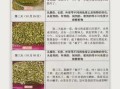 绿豆芽观察日记三天怎么写_绿豆芽三天变化记录
