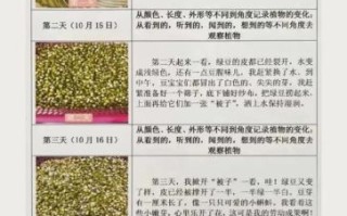 绿豆芽观察日记三天怎么写_绿豆芽三天变化记录